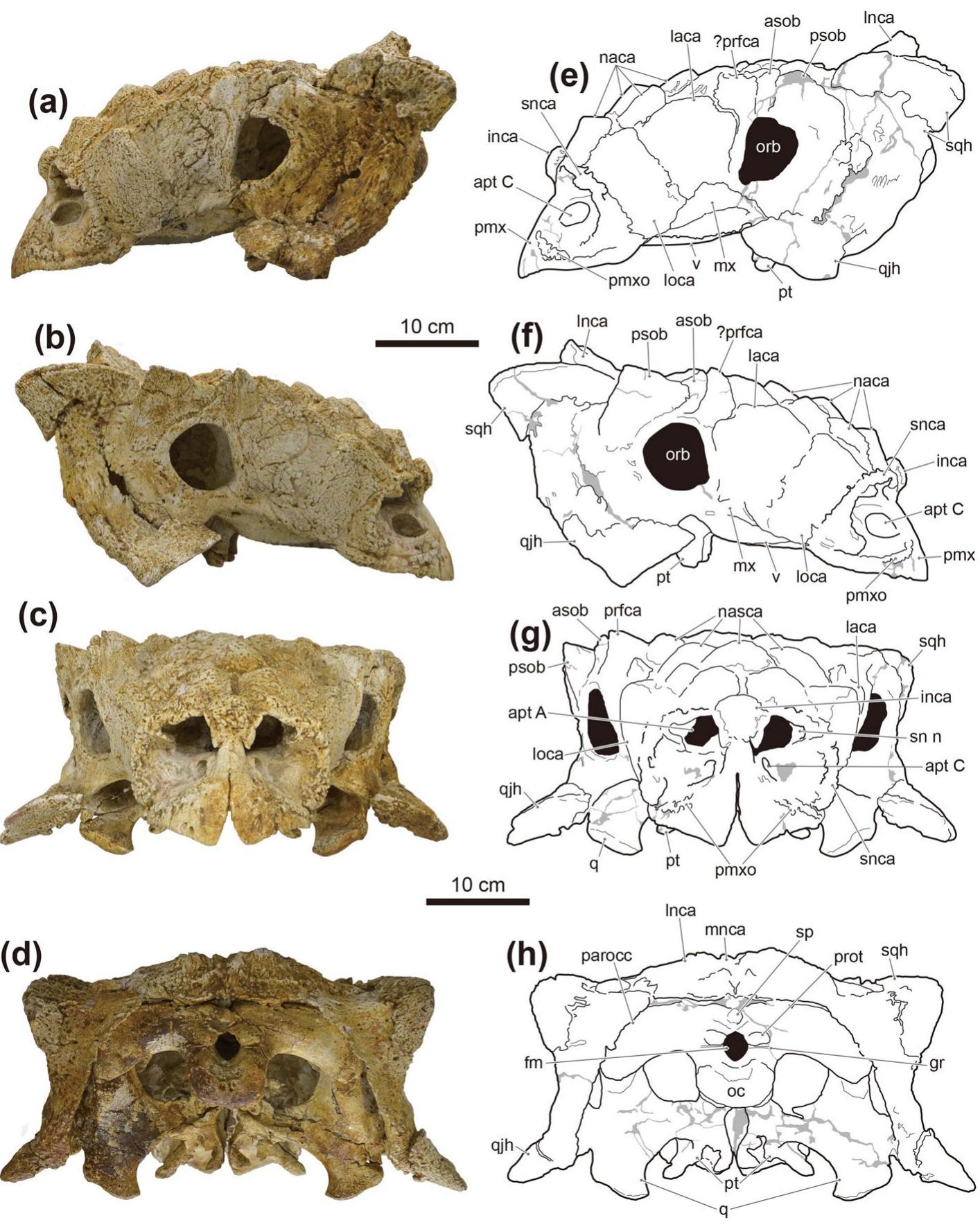 Photographs (a-d) and line drawings (e-h) of the skull of