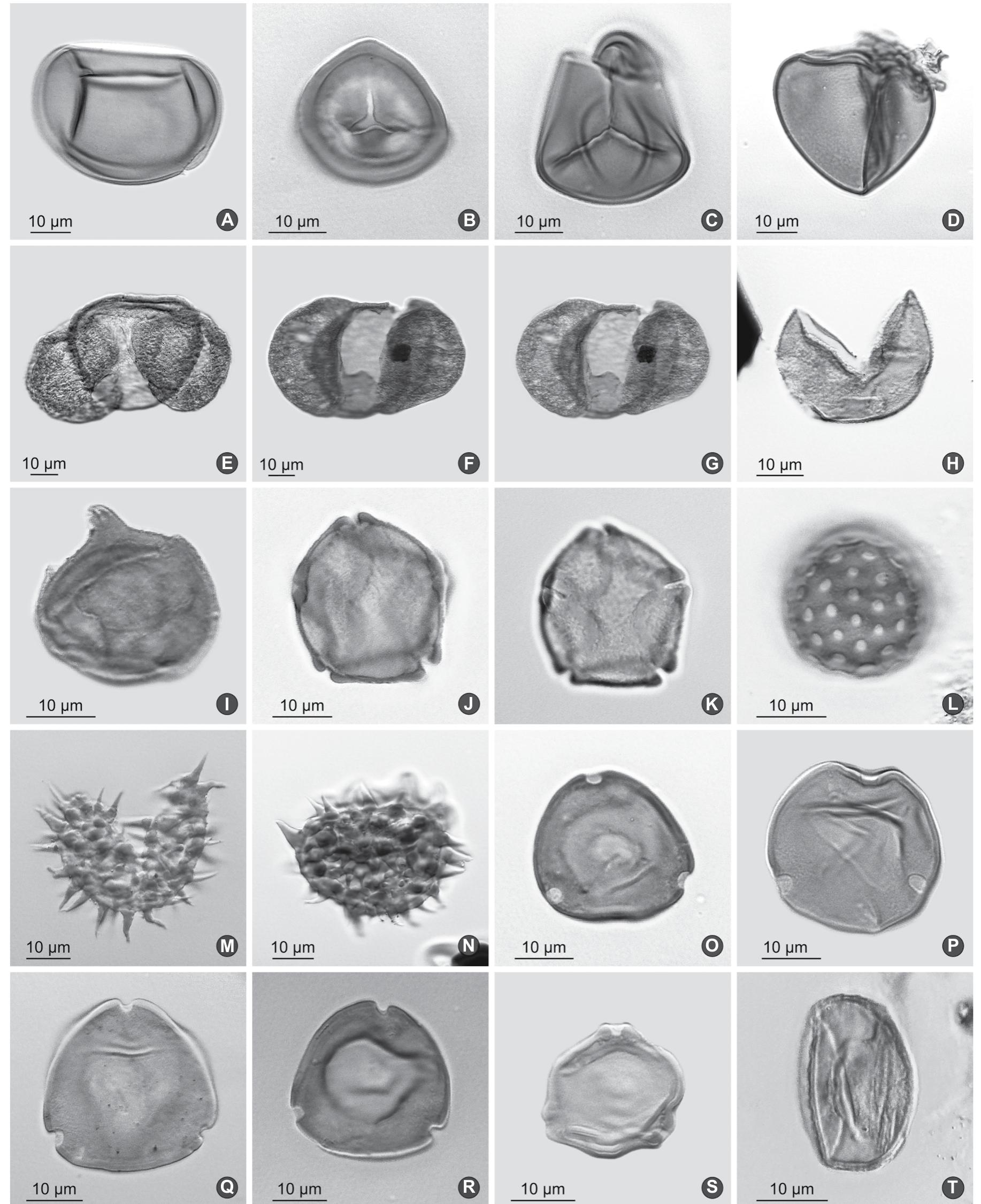 Figure 4 - from Palynological evidence for sustained