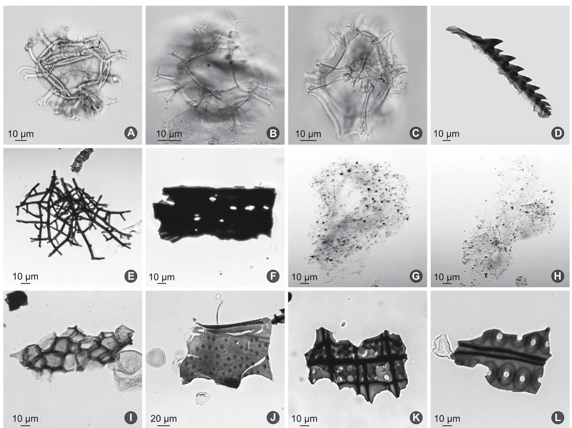 All specimens shown in this figure were photographed under