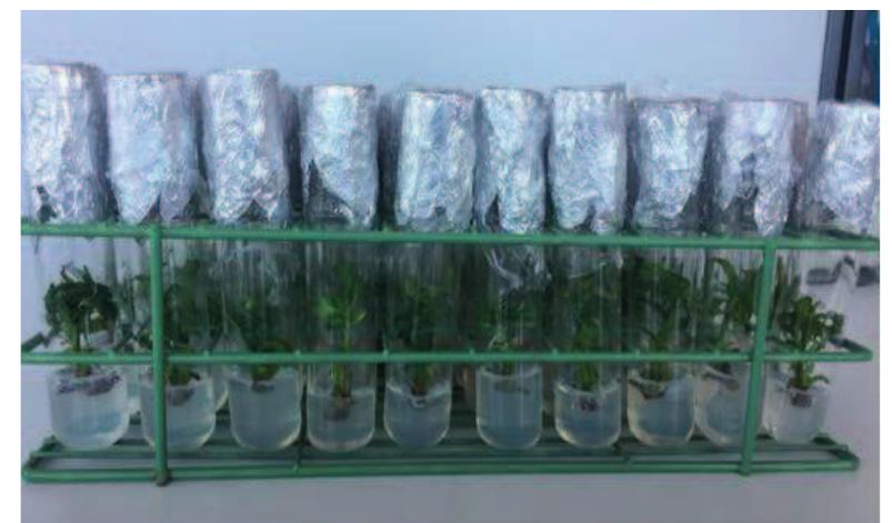 /n vitro culture initiation of ‘gisela 5’ cherry rootstock