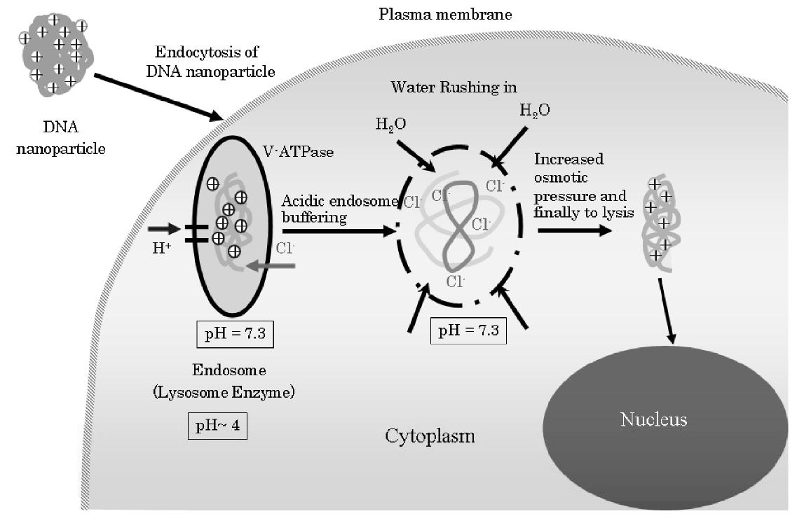 Schematic diagram showing proton sponge mechanism our