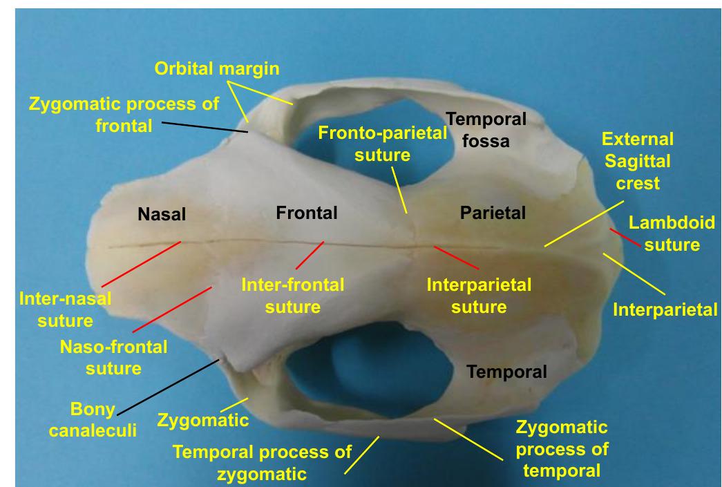 (3): koala skull, dorsal view, showing the cranial and