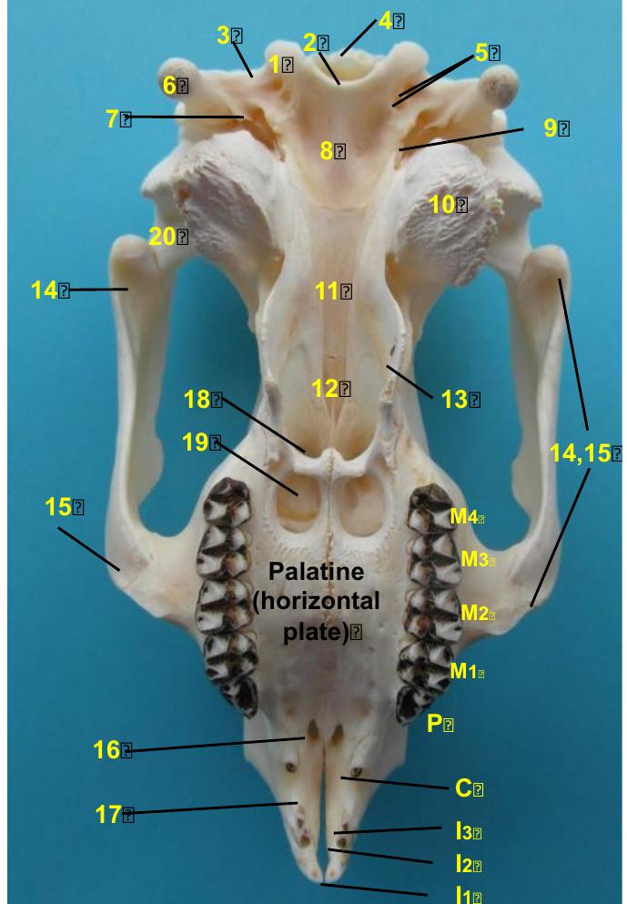 (4): koala skull, ventral view showing: 1 occipital condyle,