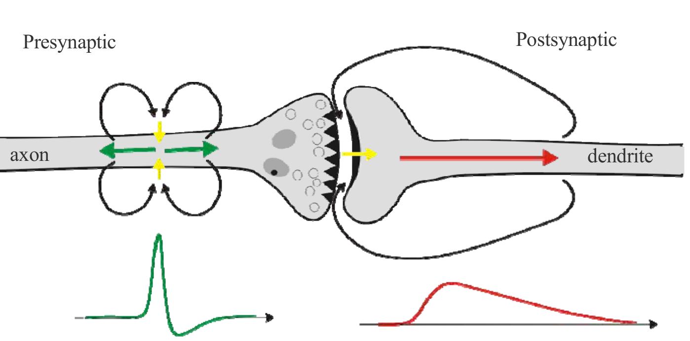 -5. electric currents in axons and dendrites: neurons create