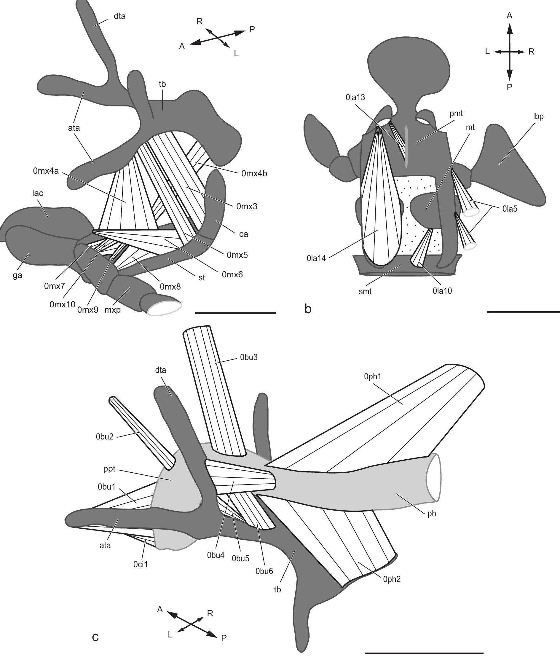 S. terminalis: a maxillary muscles; b labial muscles,