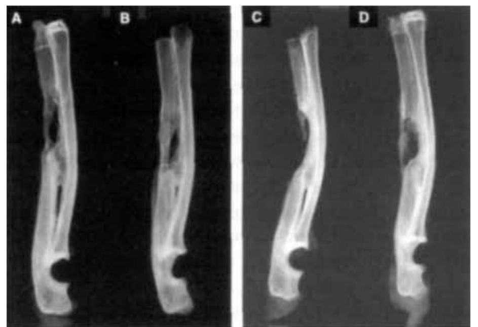 Representative radiographs of ulnar defects at nine weeks