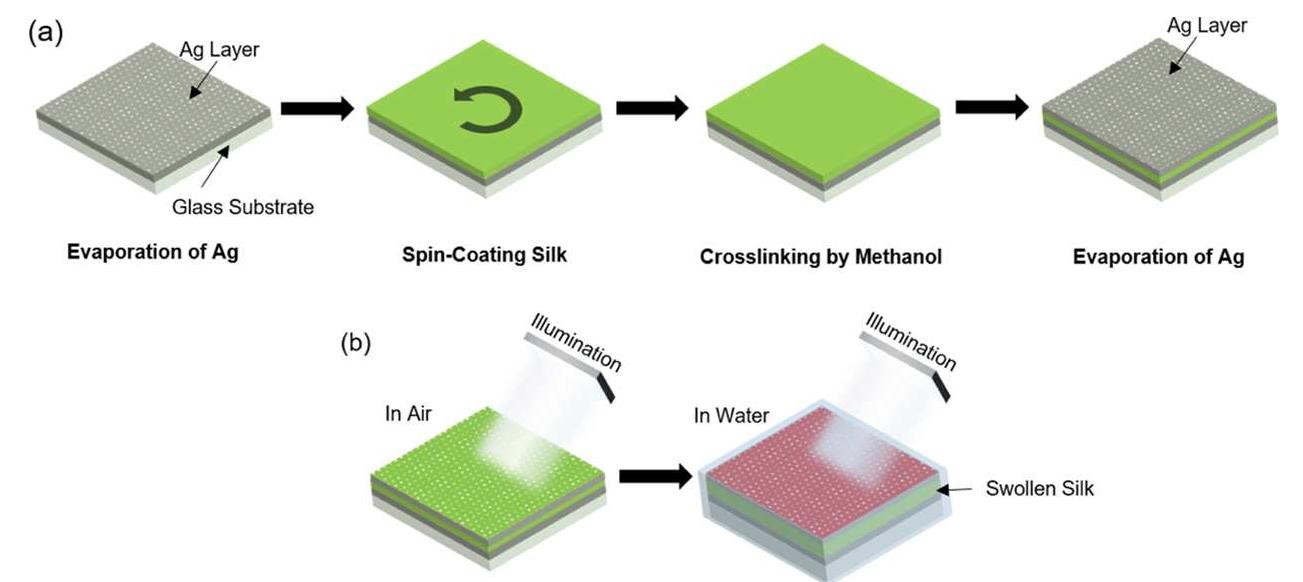 Fabrication and working principle. (a) schematic images
