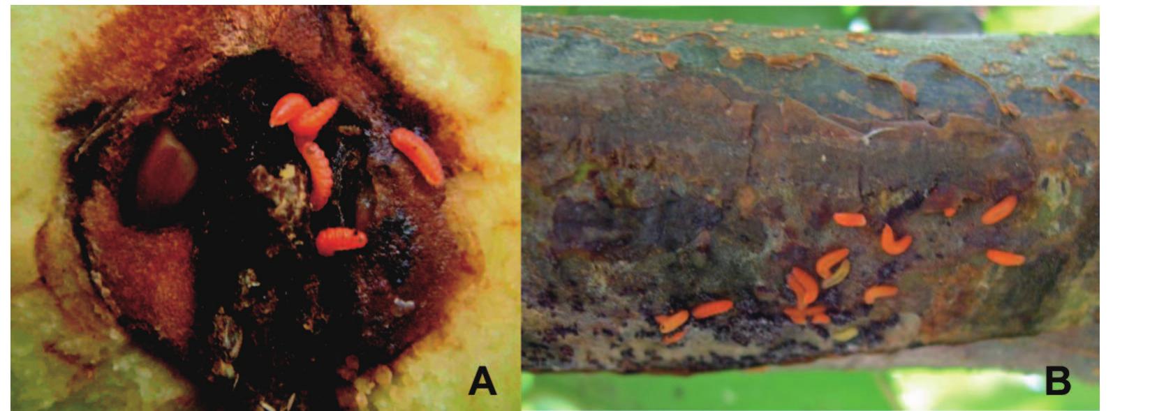 Gall midge larvae inhabiting the core of japanese pear (a)