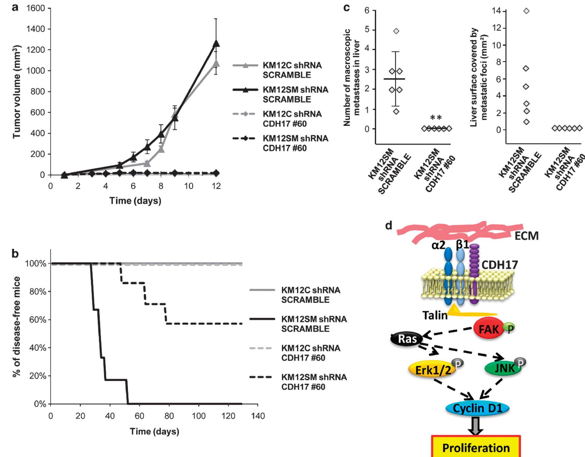 Cdh17 silencing suppresses tumor growth and liver metastasis