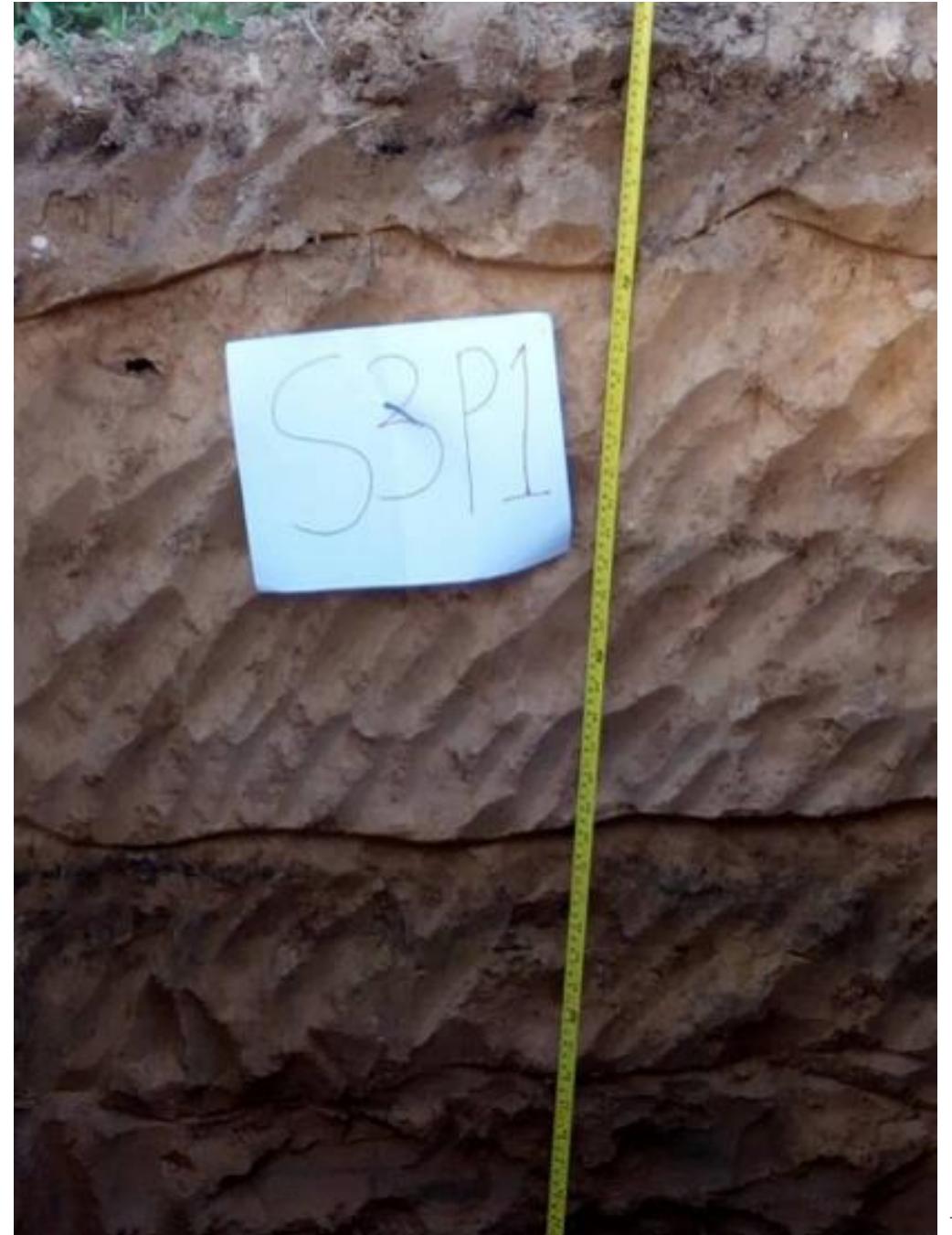 Vesicular fine pores with common fine roots. structure with
