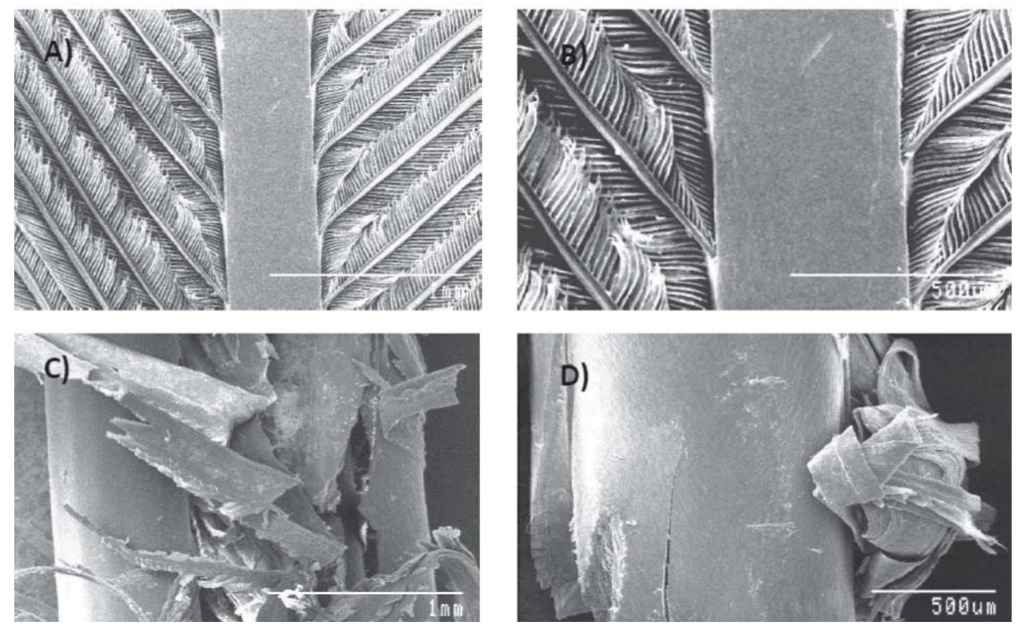 : scanning electron microscopy (sem) images of chicken