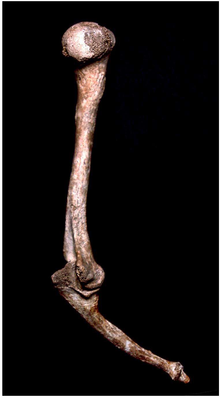 Left humerus and ulna of romito 2 in articulation, medial