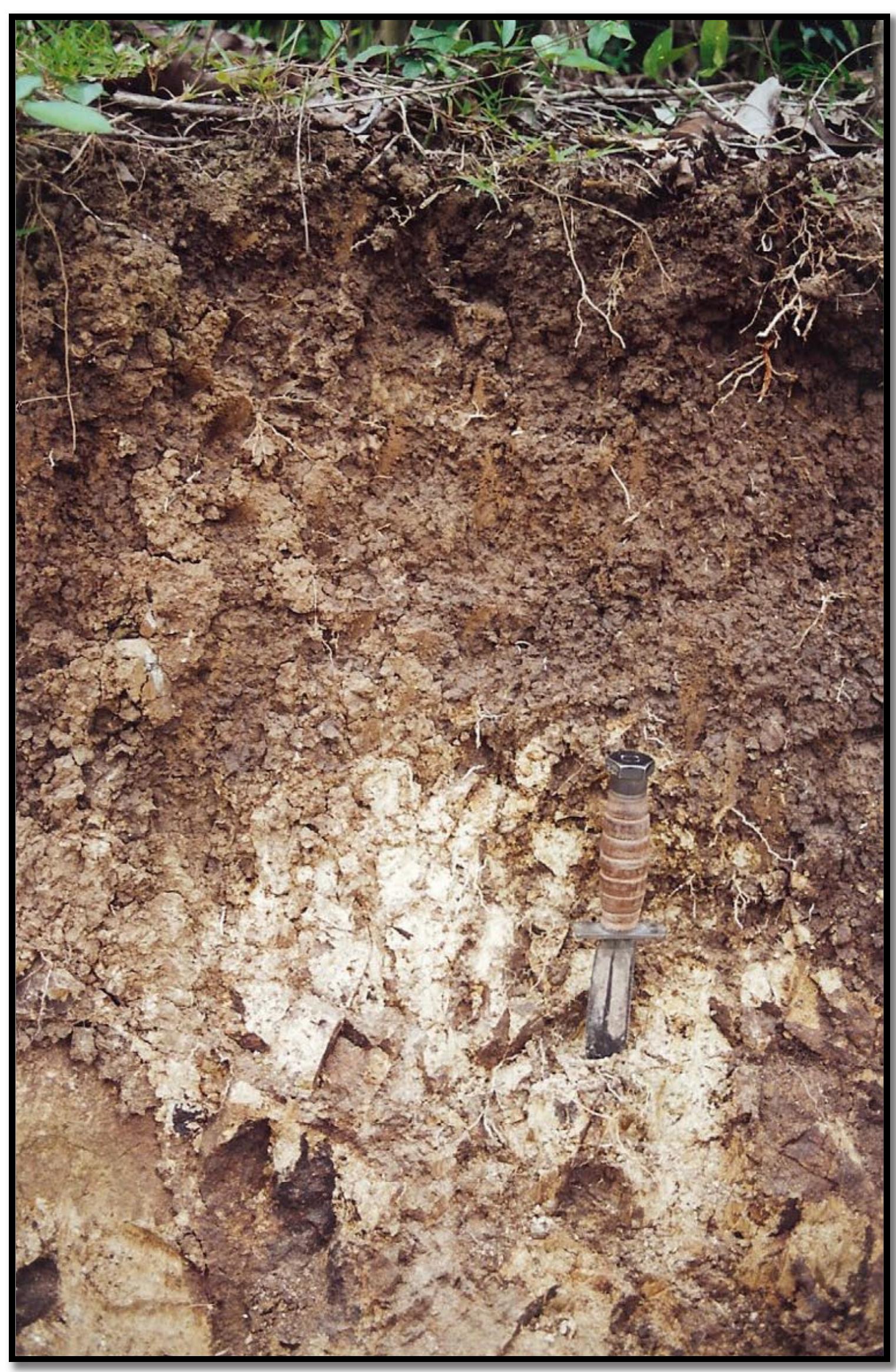 Figure 14 - Taxonomic classification of the soils of Puerto