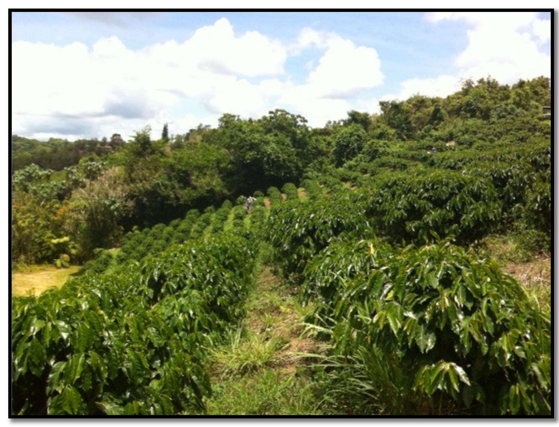 The humatas series consists of very deep, well-drained soils