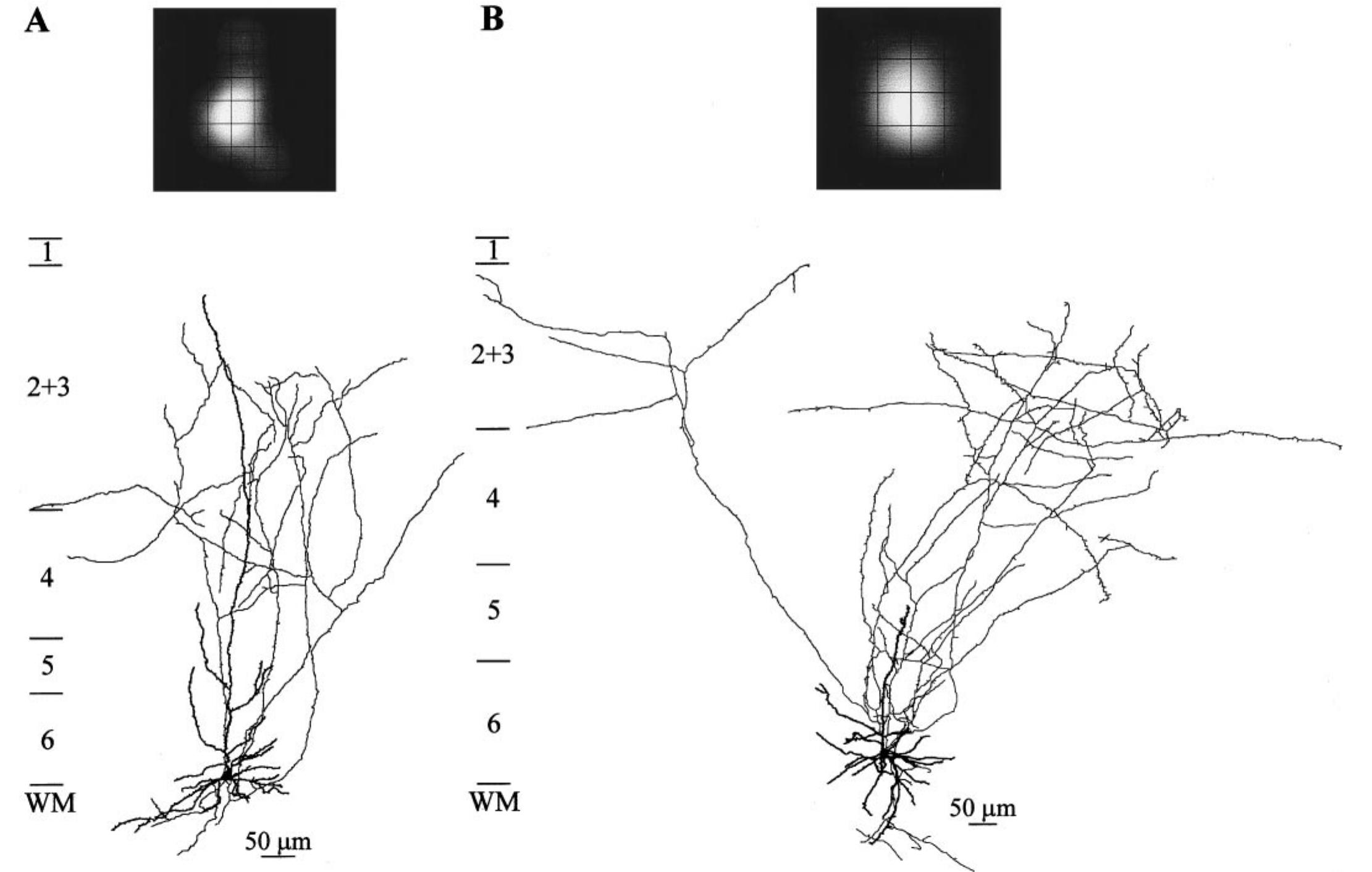 Figure 3 - Ascending Projections of Simple and Complex Cells