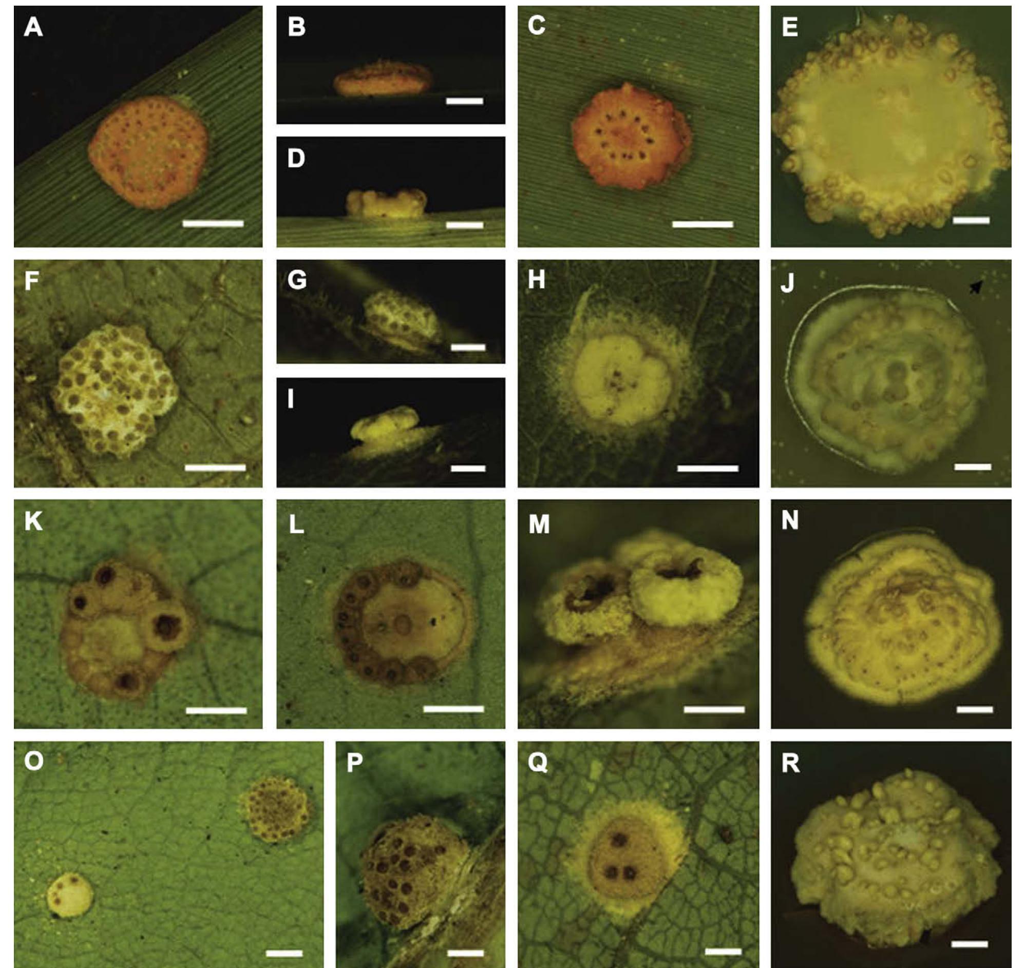 - stromata of hypocrella (and aschersonia anamorphs)