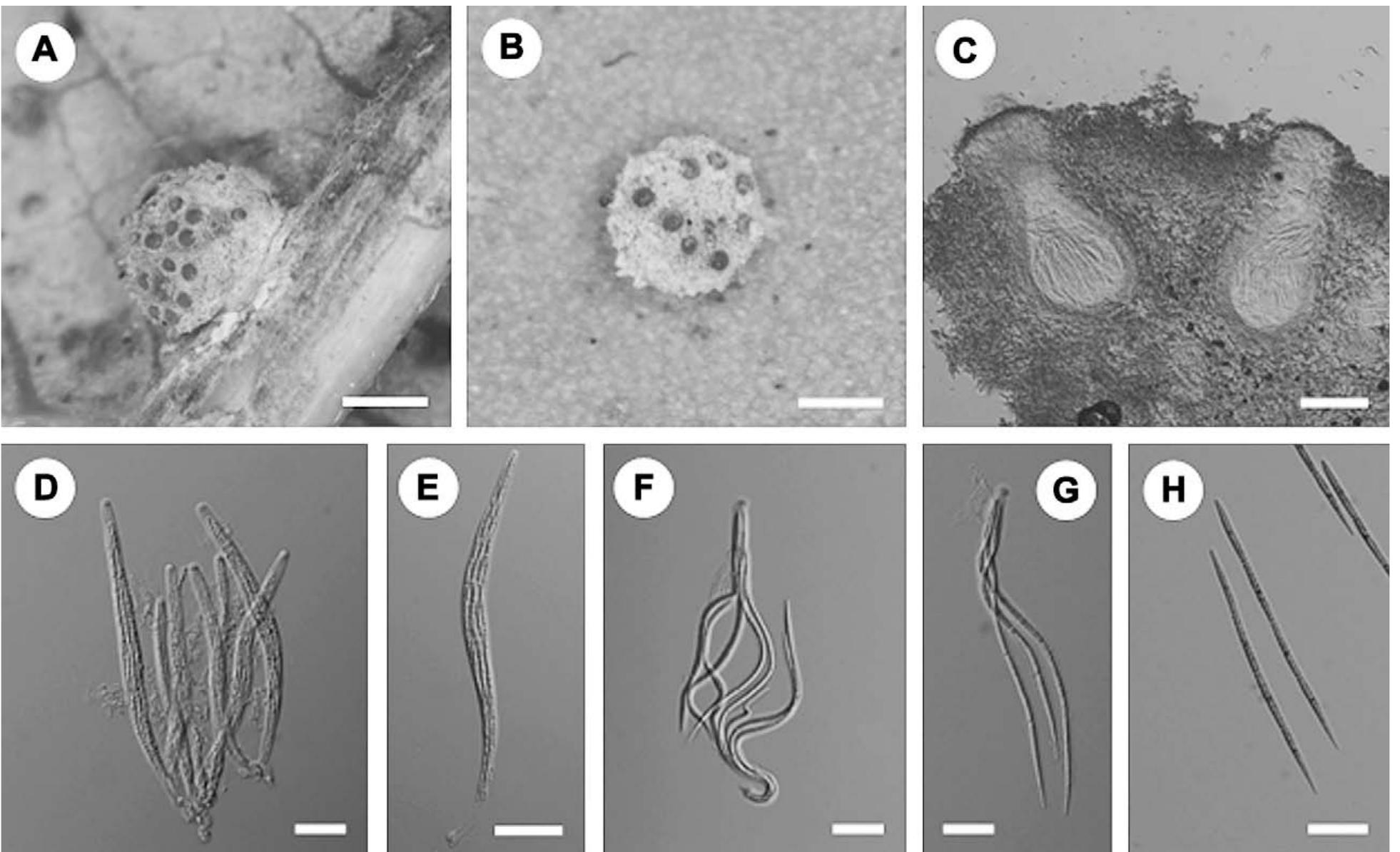 - hypocrella siamensis. (a, b) stroma growing on host. (c)