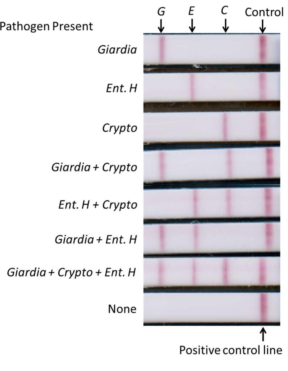 Typical scanned images from lateral flow strips are shown in