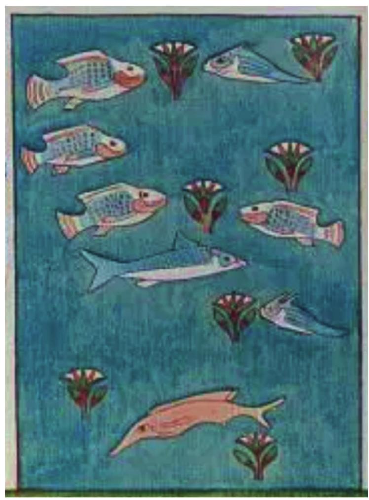 Tilapia, carp, catfish, and egyptian trunkfish species