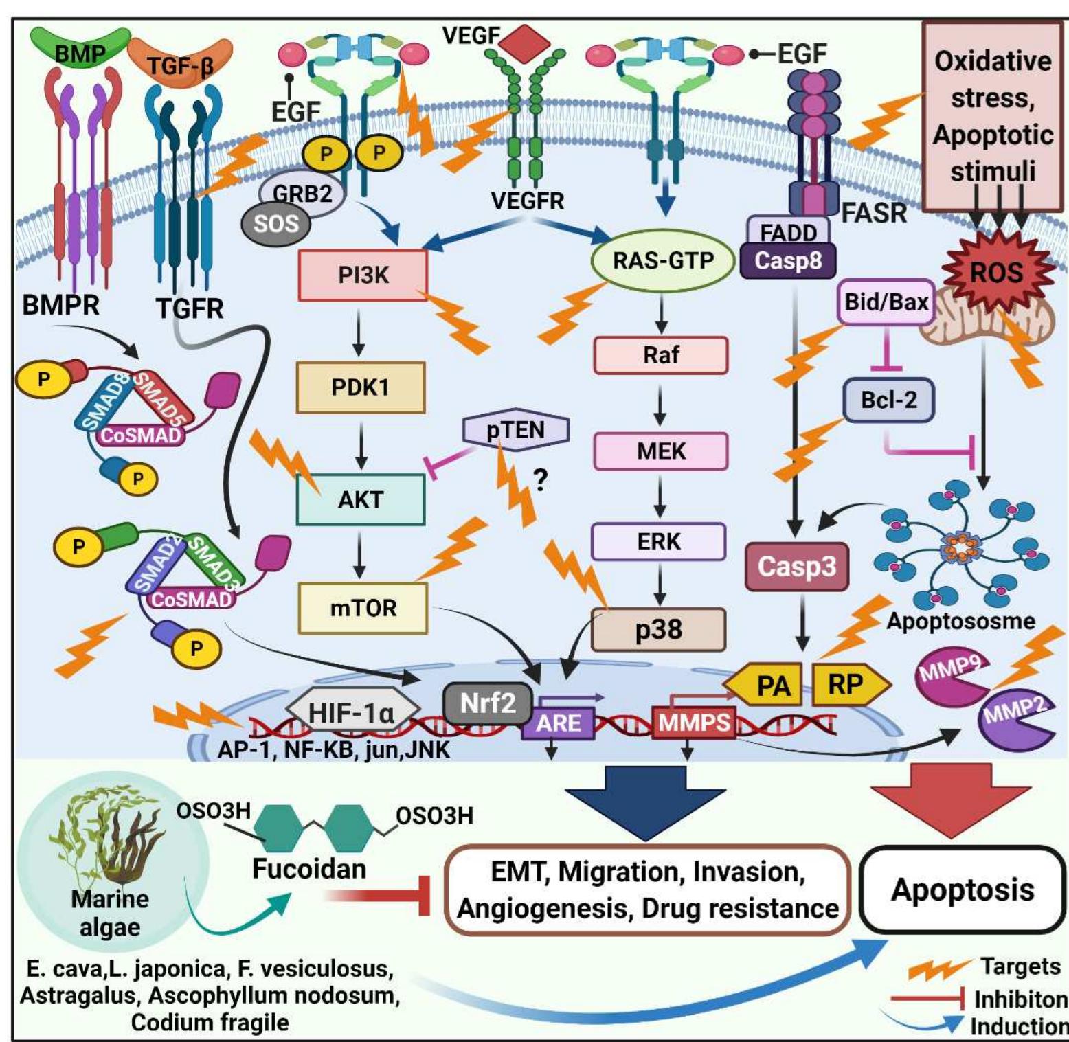 Schematic representation of following signaling pathways and