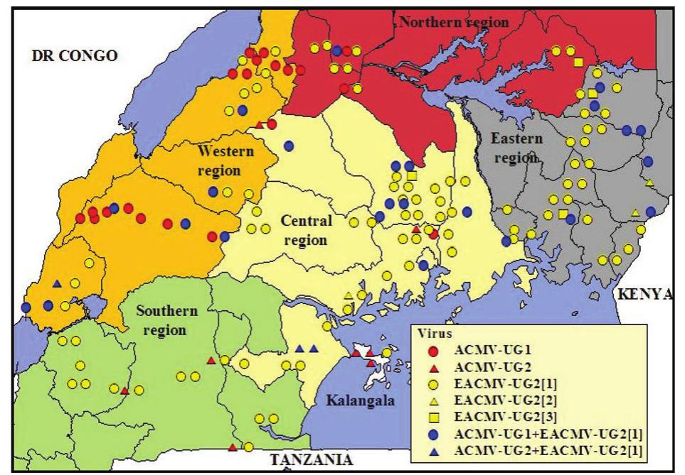 Map showing areas surveyed and the distribution of cassava