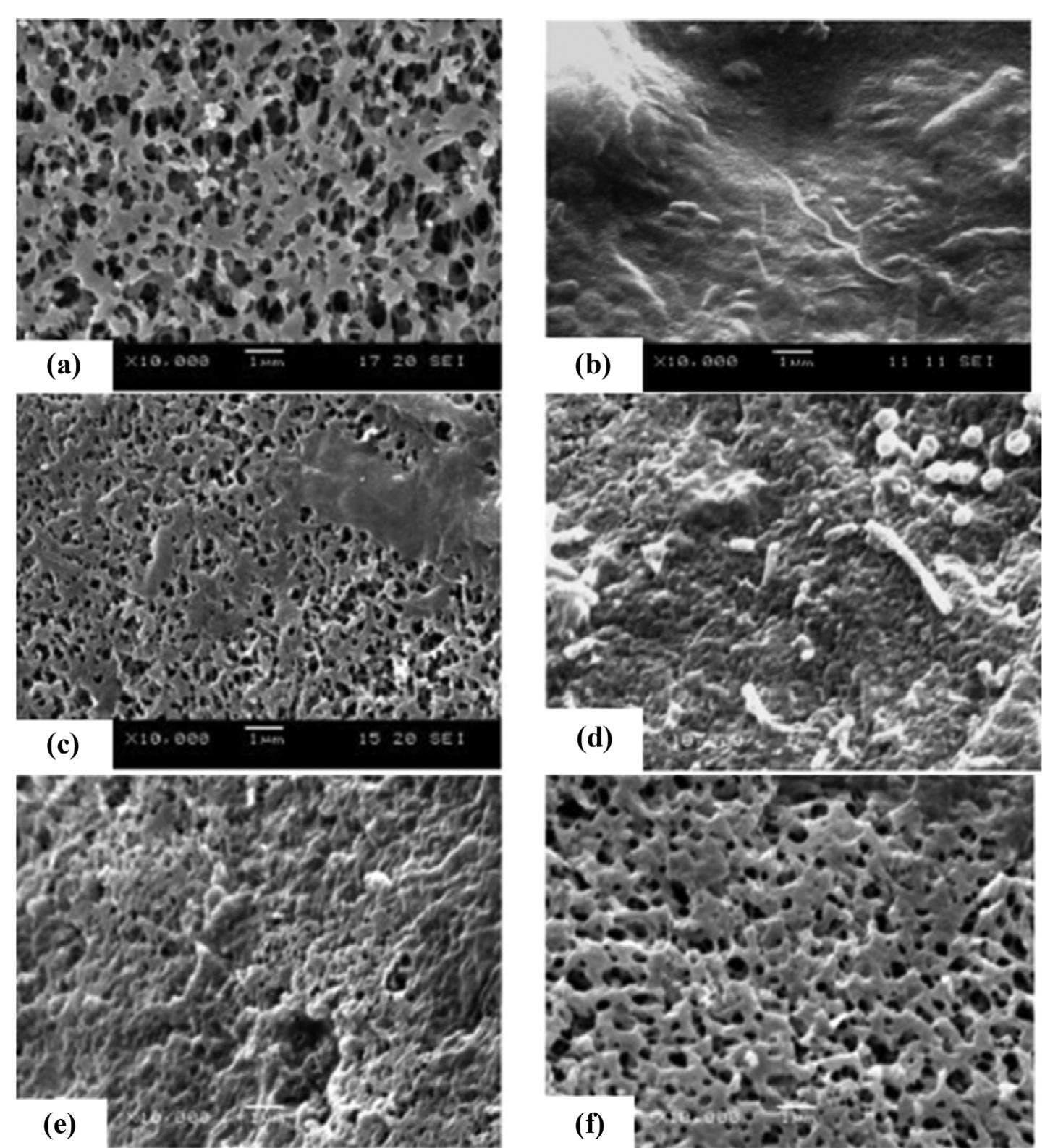 The sem image (image magnification of 1 mm) from the surface