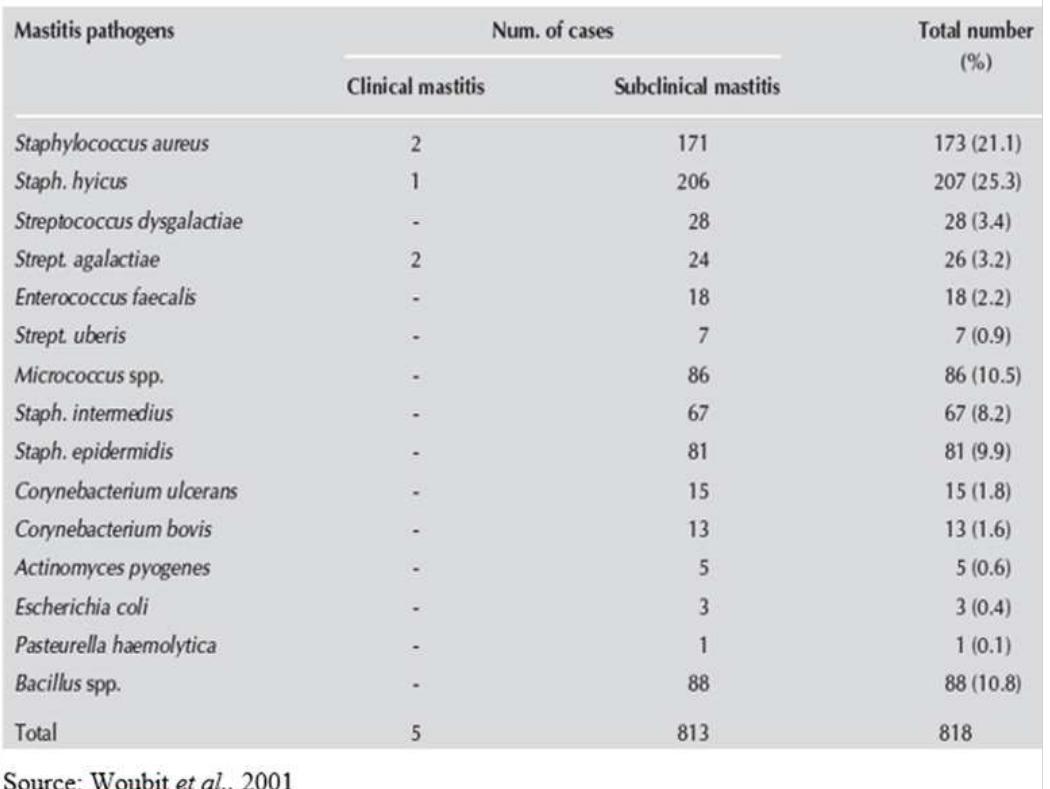 Mastitis pathogens isolated from camels with clinical and