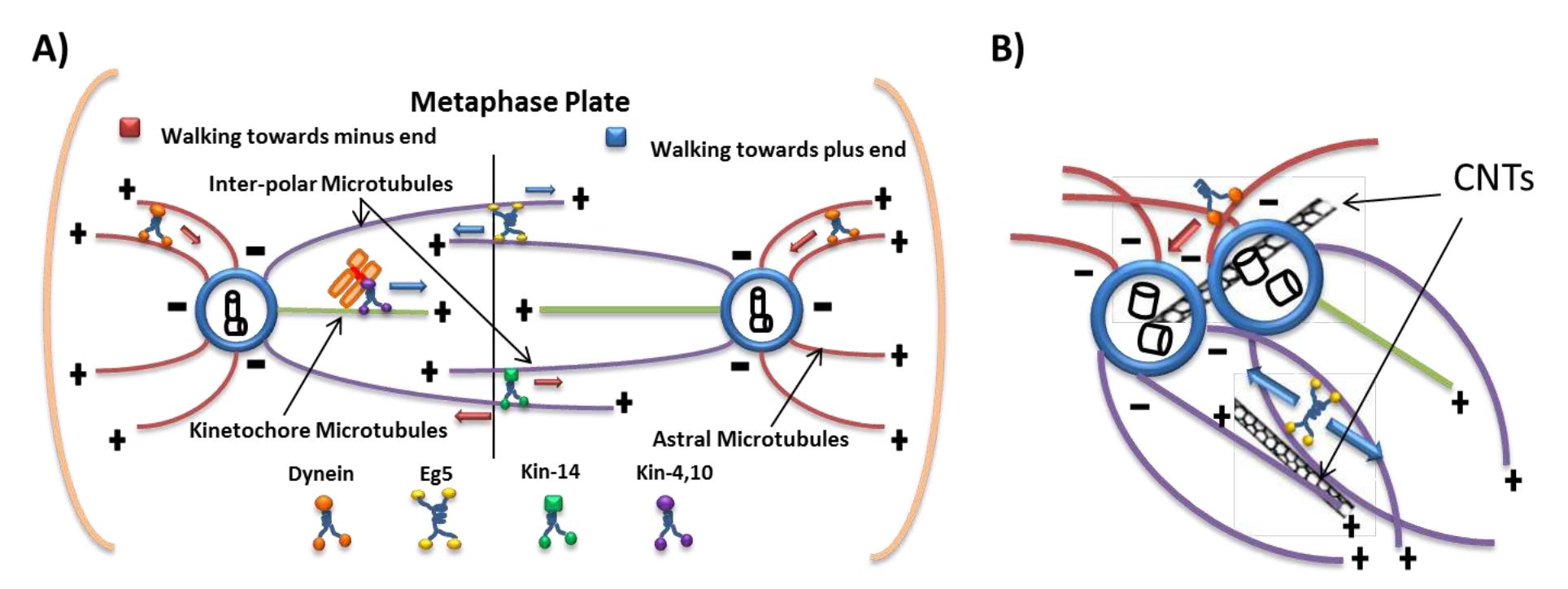 A) a diagram of the eukaryotic cell mitotic spindle: there