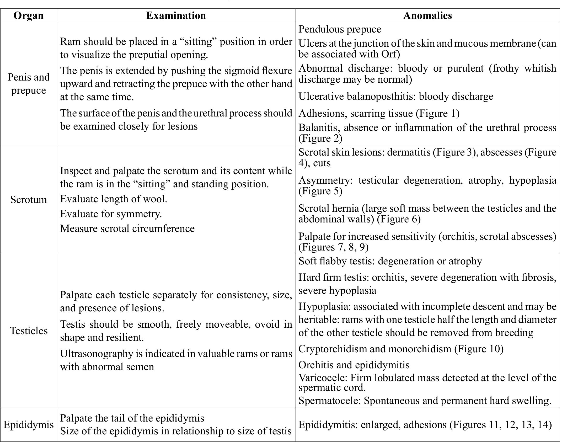 Most common abnormalities of the genitalia in rams