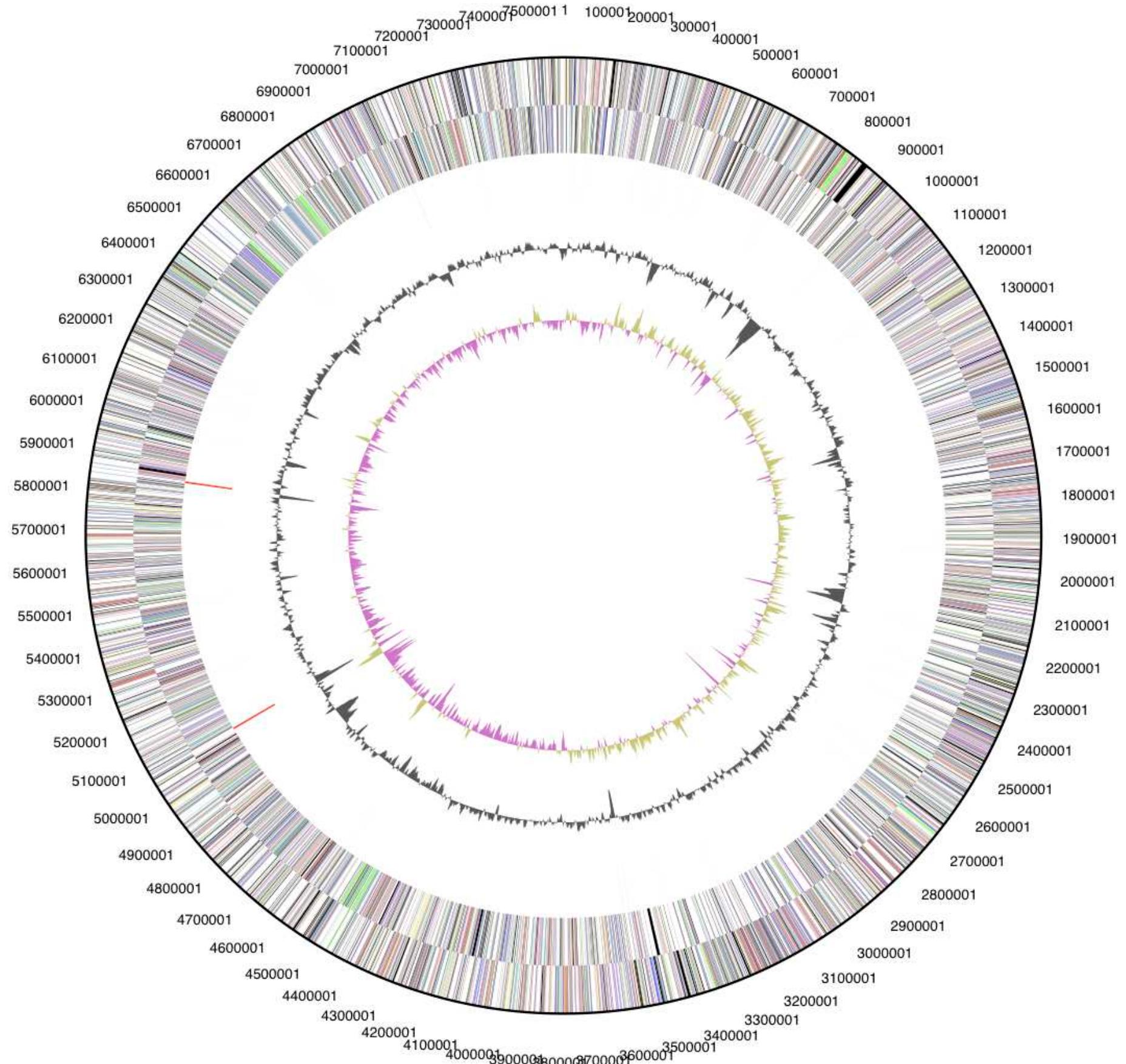 Graphical circular map of the chromosome. from outside to