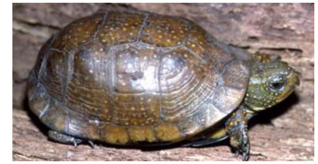 Adult terrapene nelsoni nelsoni from nayarit. photo by john