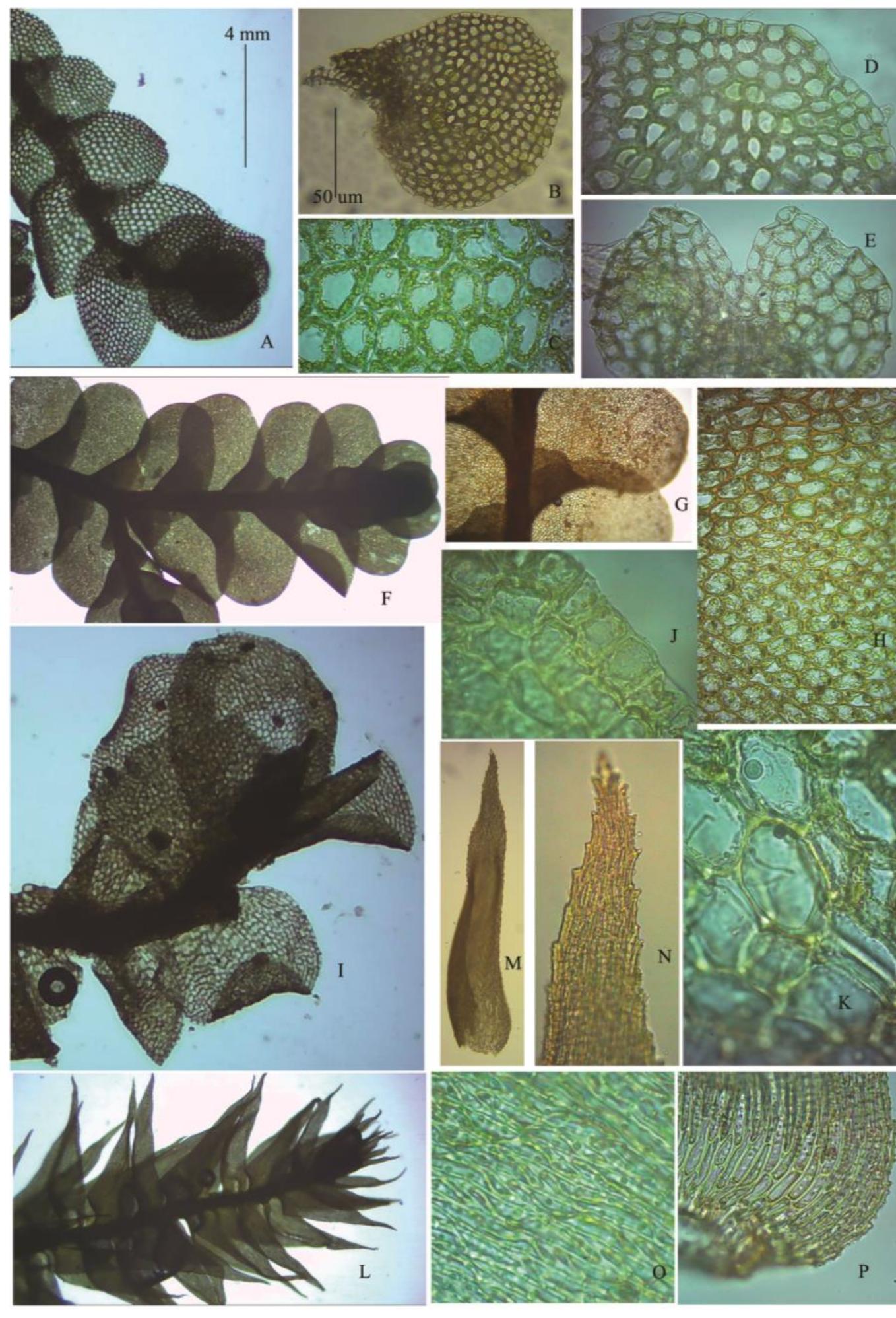 Plate 4. a-e; lejeunea cavifolia , a. branch, b. leaf, c.