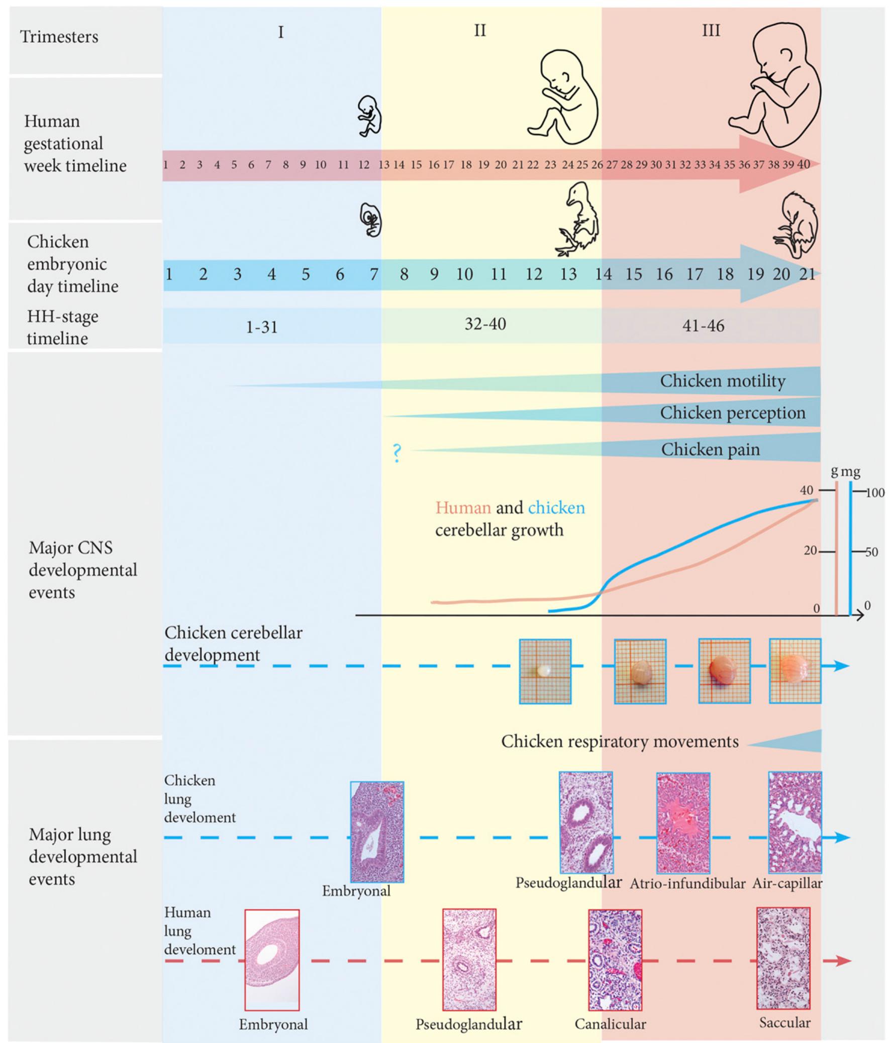 Developmental events during the embryonic and fetal period