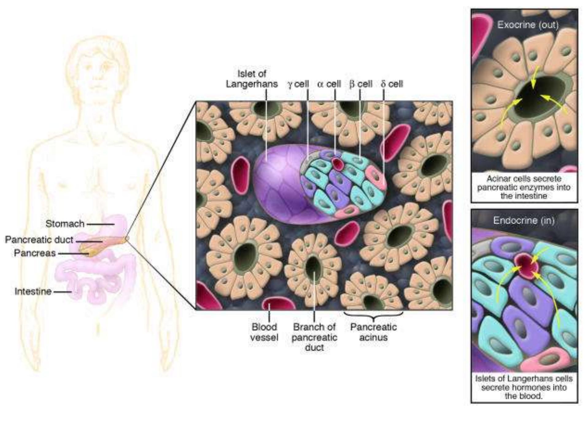 - cross section of the pancreas. the pancreas houses