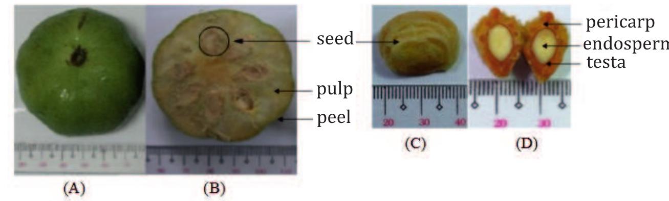 (PDF) Physicochemical Properties, Nutritional and Sensory Quality of “Batuan” [Garcinia binucao ...