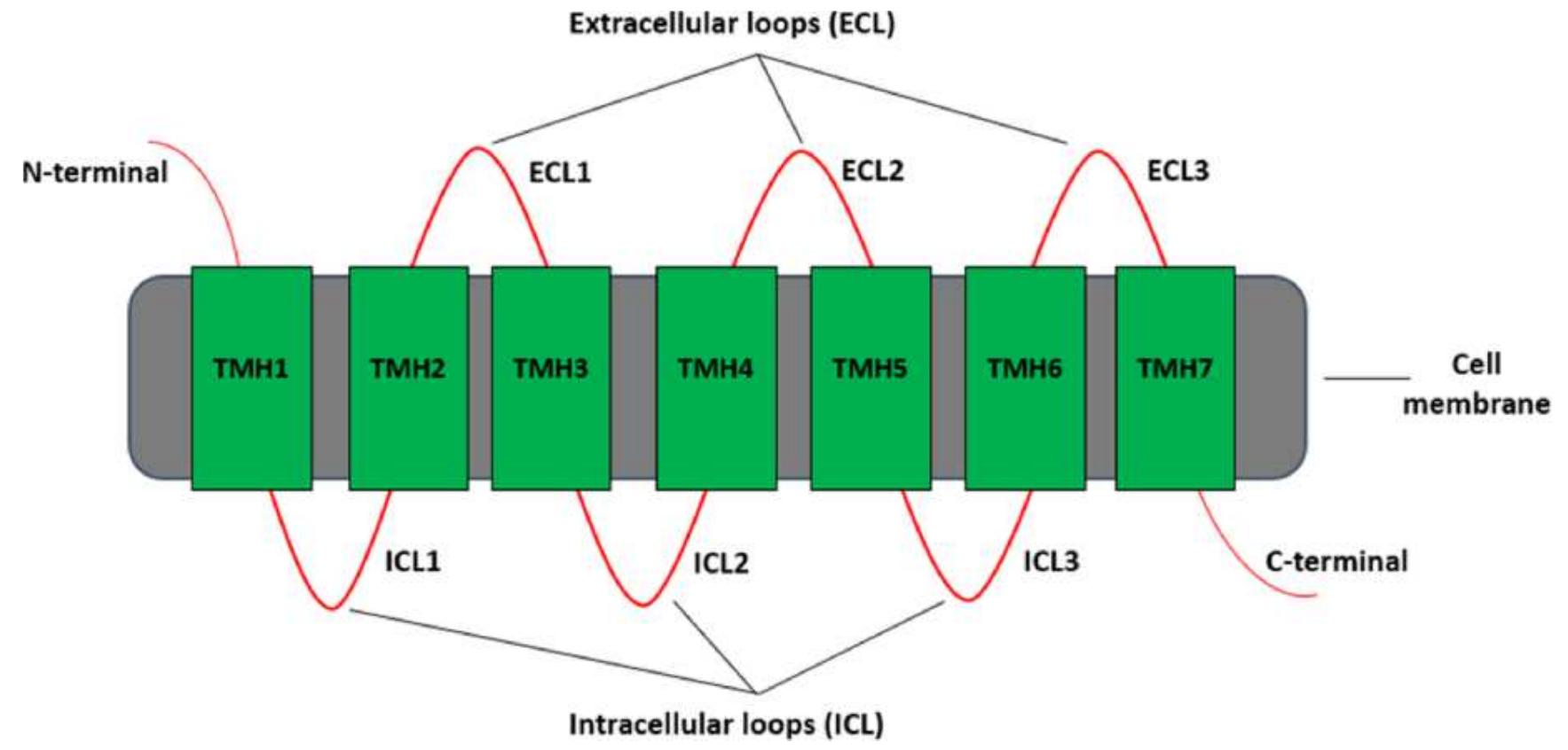 Different regions of a typical gpcr molecule. gpcr consists