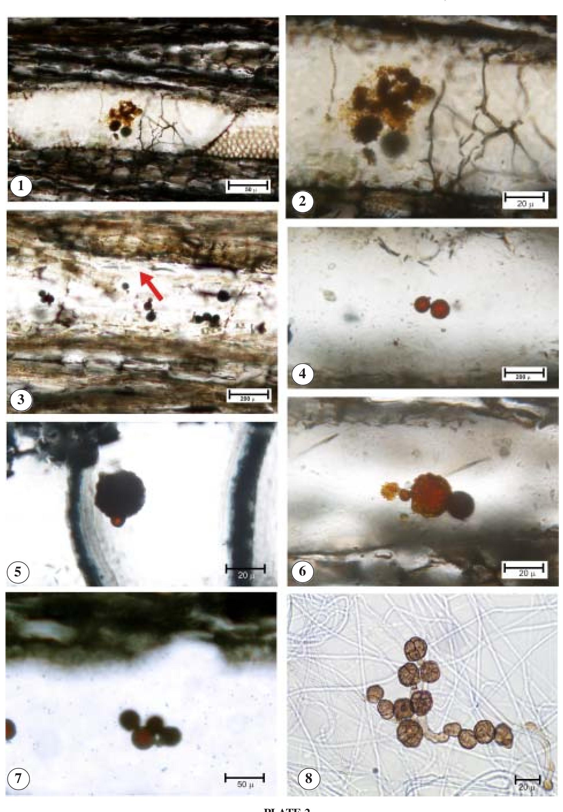 Figure 2 - Permineralized fungal remains in the fossil wood