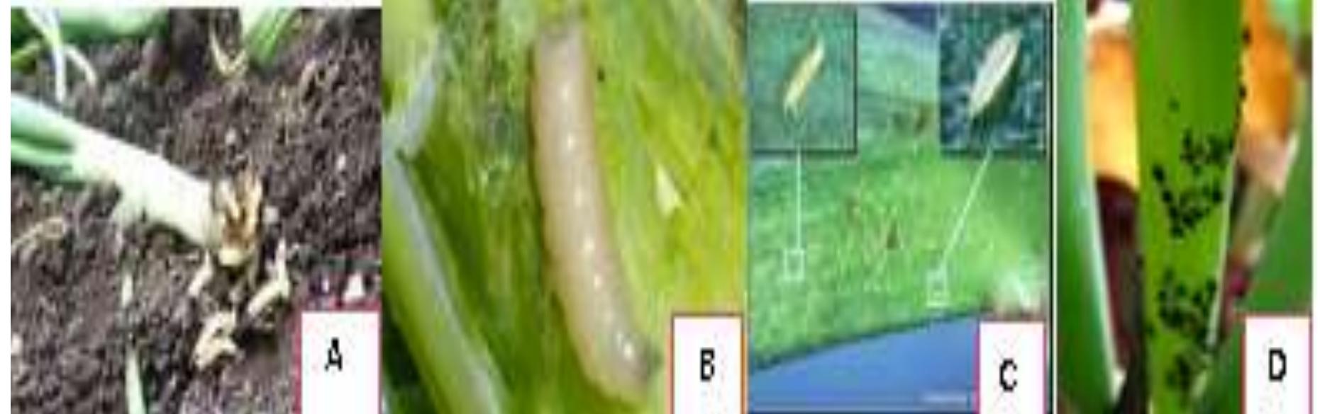 Plate 7:- the pests and diseases that attack bunching onions
