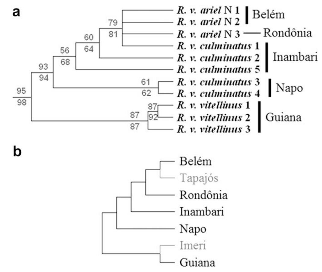(PDF) Evolutionary history of Ramphastos toucans: Molecular ...