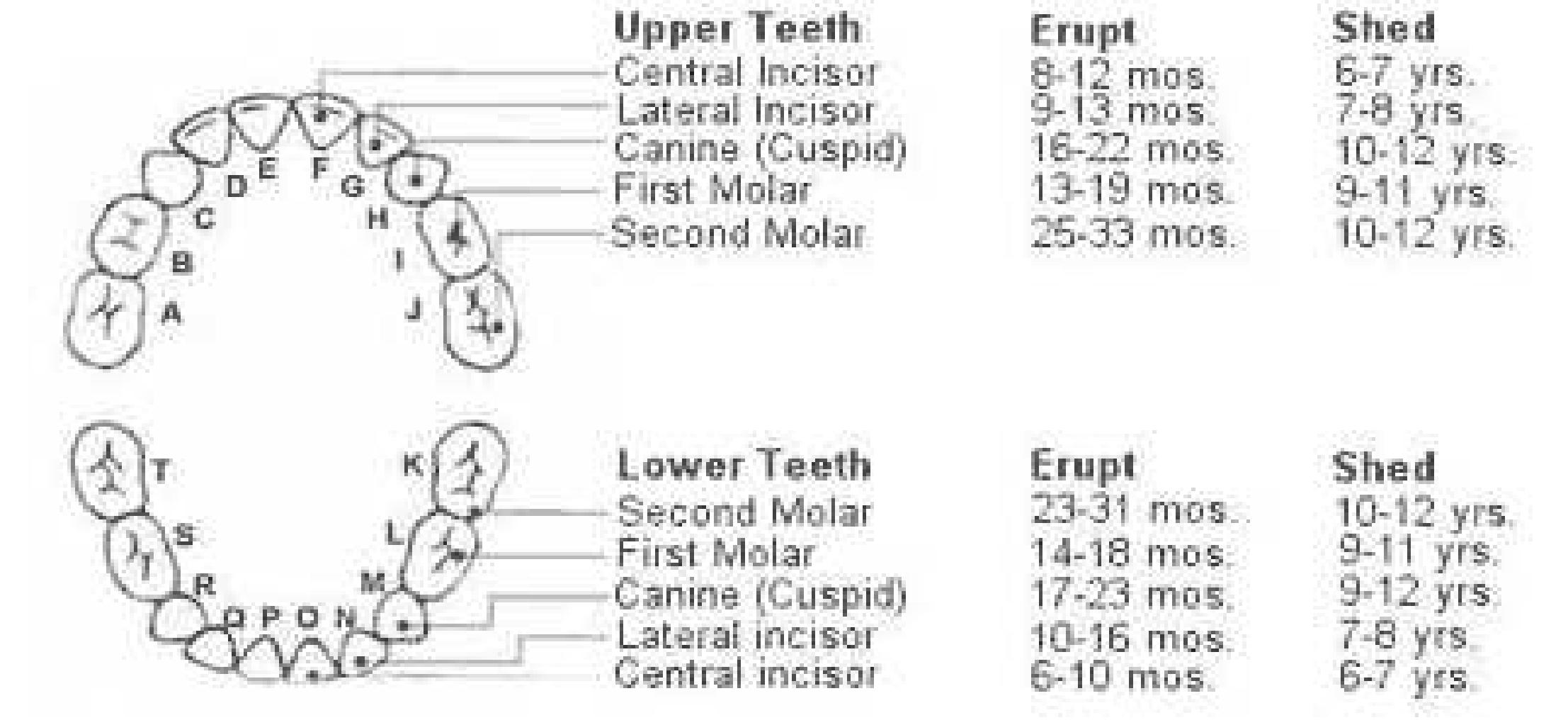 The universal numbering system for the primary teeth (from