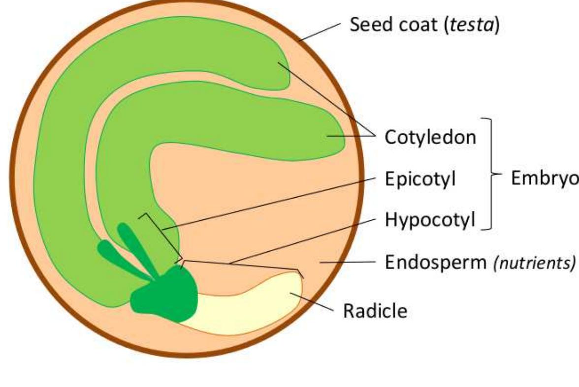 Seed anatomy of a dicotyledon. seeds consists of at least