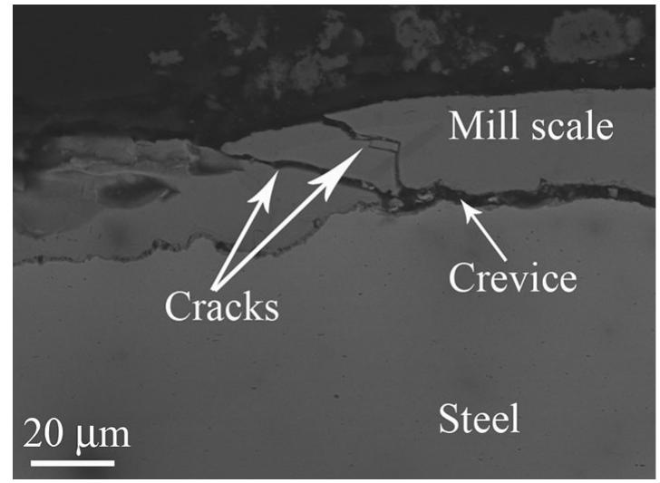 Sem micrograph of sectioned rebars with mill scale showing