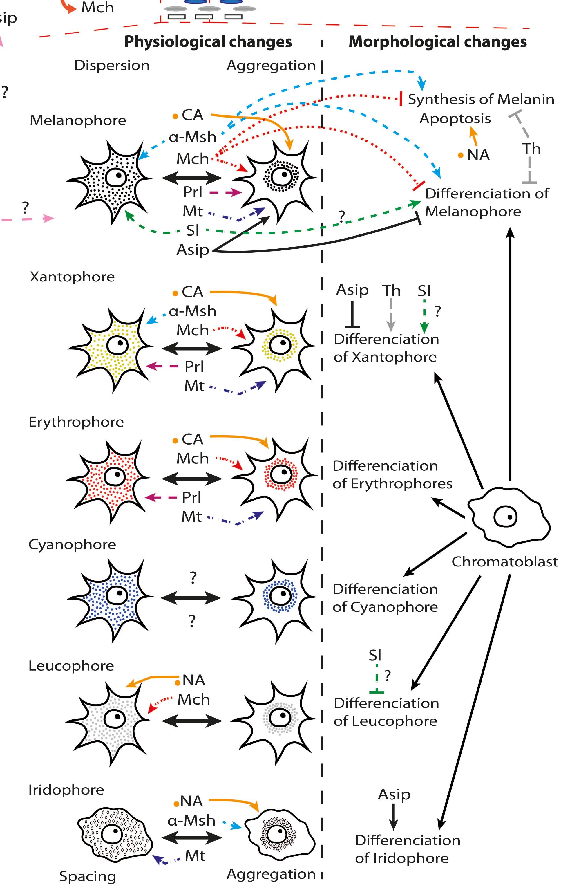 Figure 1 - Fish skin pigmentation in aquaculture: The