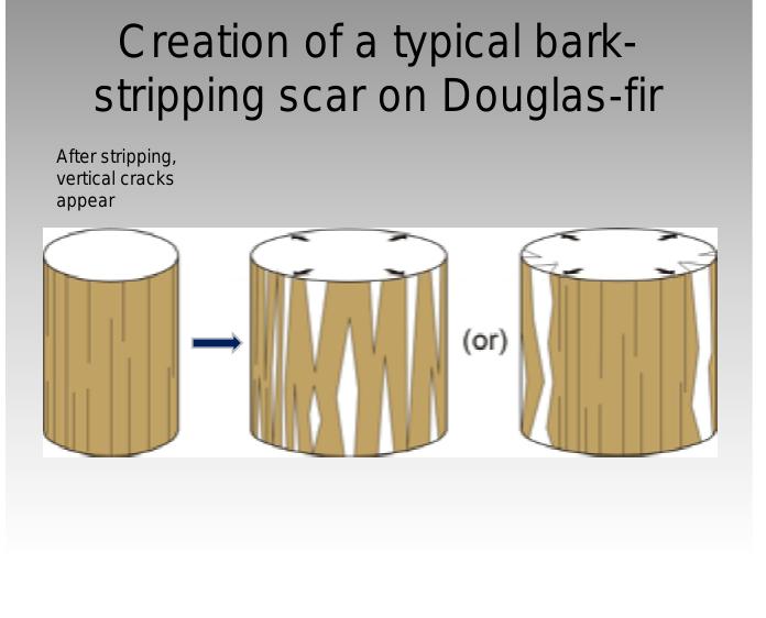 B. how douglas fir bark strip scars may form