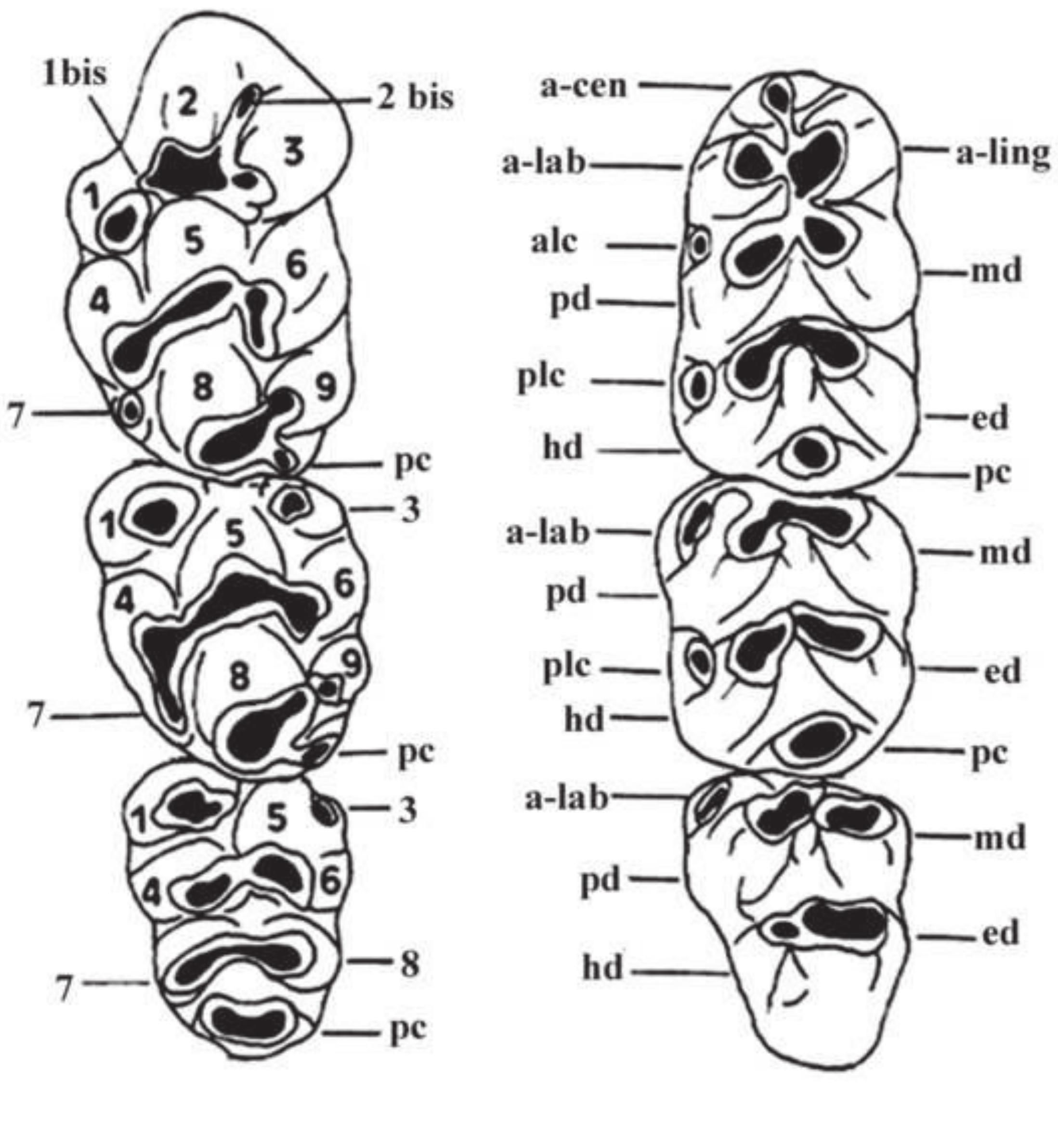 Figure 5 - A new murid rodent assemblage from the Upper