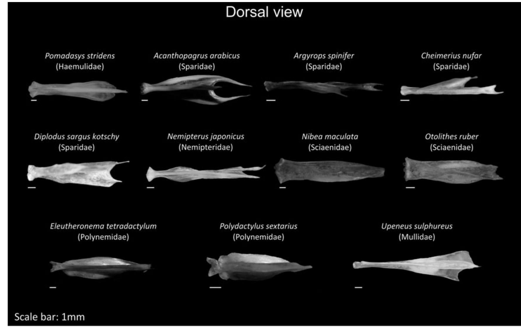 (PDF) Comparative morphology of the urohyal bone of fishes collected ...