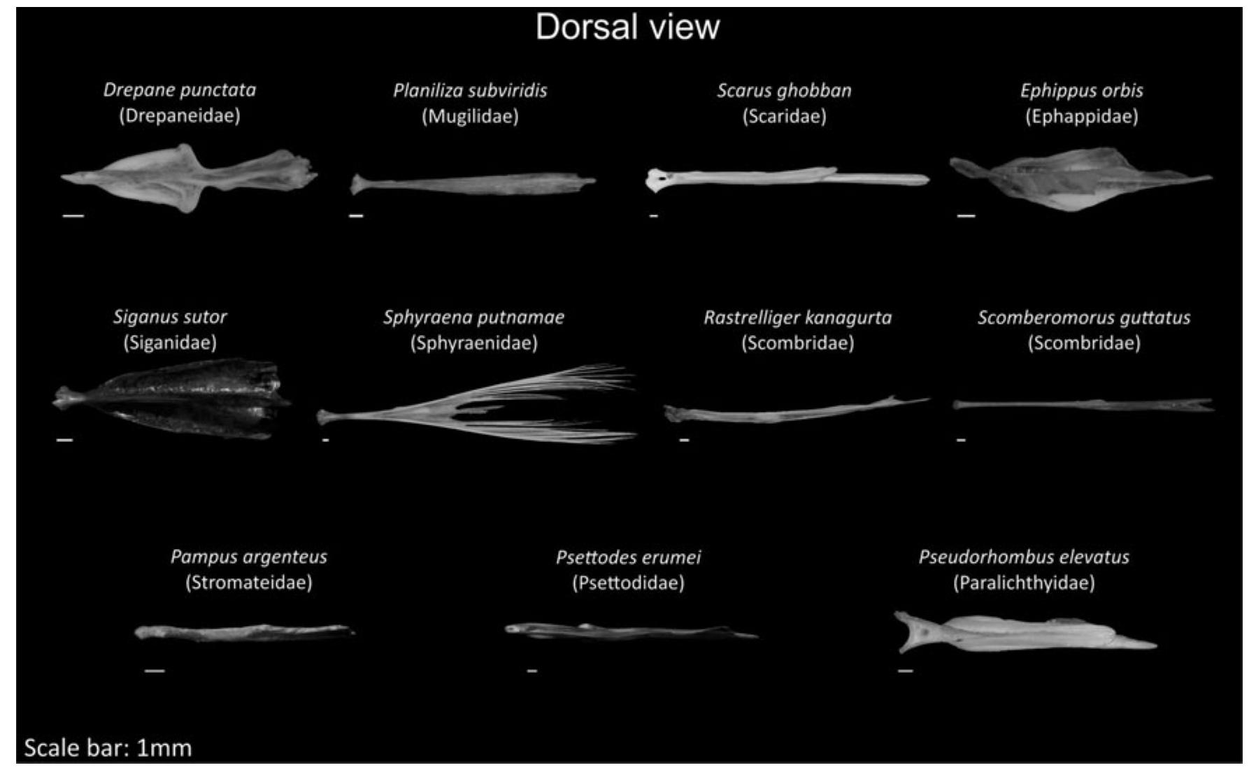 (PDF) Comparative morphology of the urohyal bone of fishes collected ...