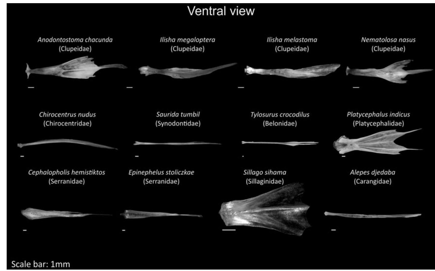 (PDF) Comparative morphology of the urohyal bone of fishes collected ...