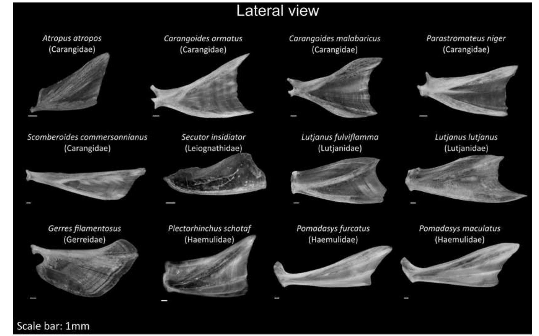 (PDF) Comparative morphology of the urohyal bone of fishes collected ...
