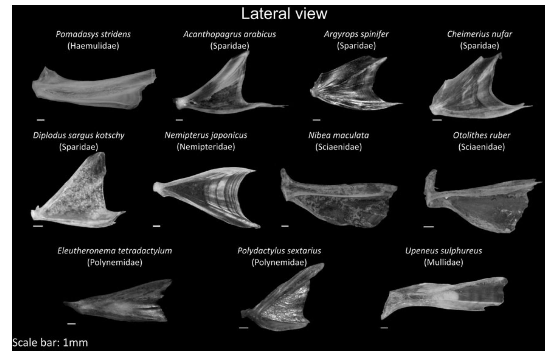 (PDF) Comparative morphology of the urohyal bone of fishes collected ...